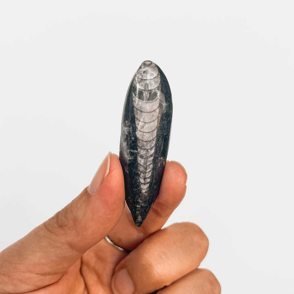 Orthoceras - Rock Shop – Almanac Supply Co.